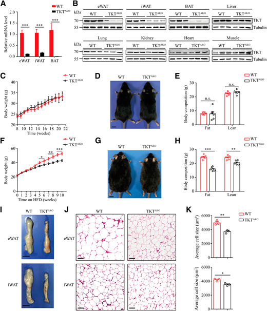 Transketolase Deficiency in Adipose Tissues Protects Mice From Diet ...
