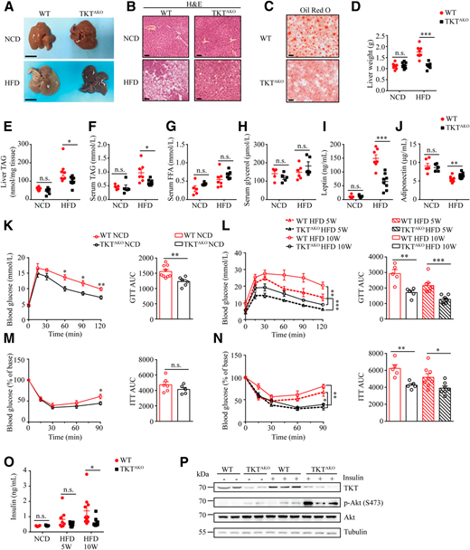 Transketolase Deficiency in Adipose Tissues Protects Mice From Diet ...