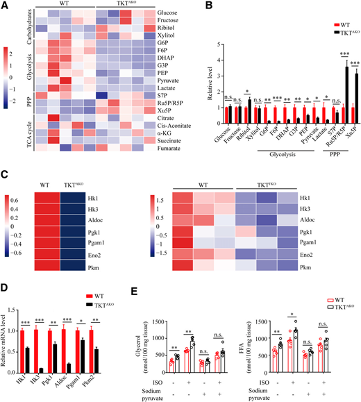 Transketolase Deficiency in Adipose Tissues Protects Mice From Diet ...