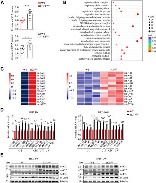 Transketolase Deficiency in Adipose Tissues Protects Mice From Diet ...