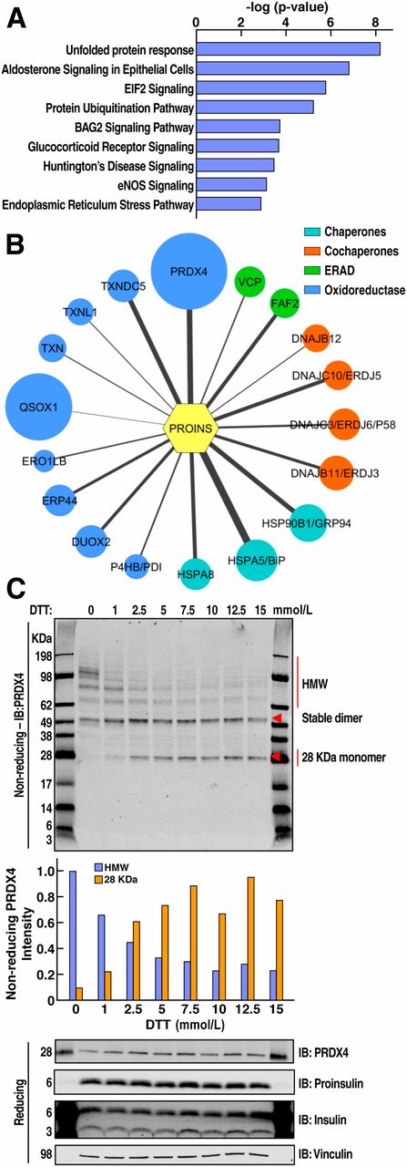 Unbiased Profiling of the Human Proinsulin Biosynthetic Interaction ...