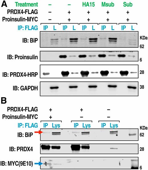 Unbiased Profiling of the Human Proinsulin Biosynthetic Interaction ...