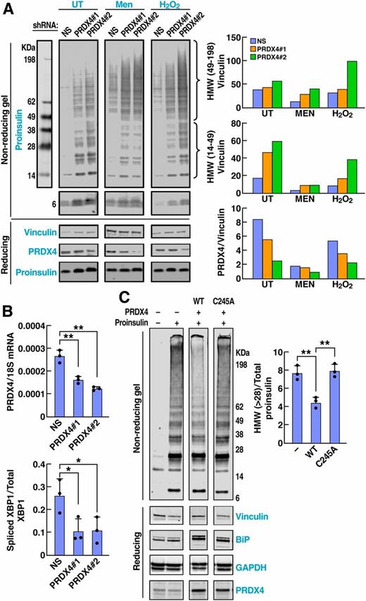 Unbiased Profiling of the Human Proinsulin Biosynthetic Interaction ...