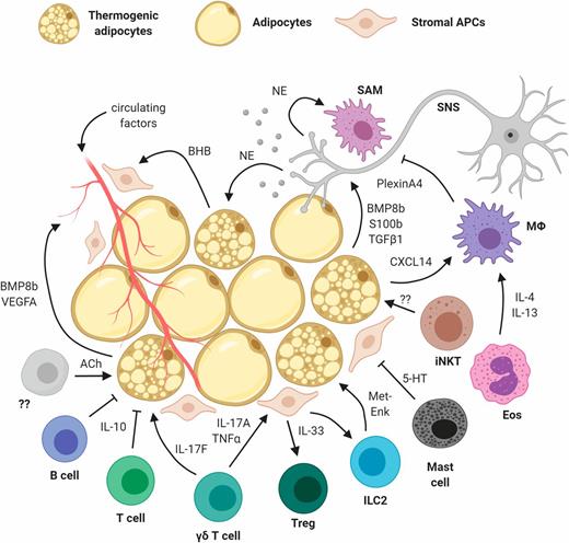The Heating Microenvironment: Intercellular Cross Talk Within ...