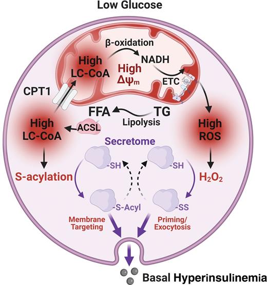 What Regulates Basal Insulin Secretion and Causes Hyperinsulinemia ...