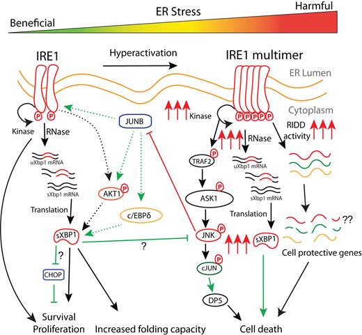 Living Dangerously: Protective and Harmful ER Stress Responses in ...