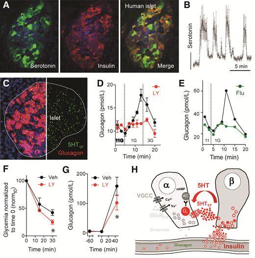 Targeting the Pancreatic α-Cell to Prevent Hypoglycemia in Type 1 ...