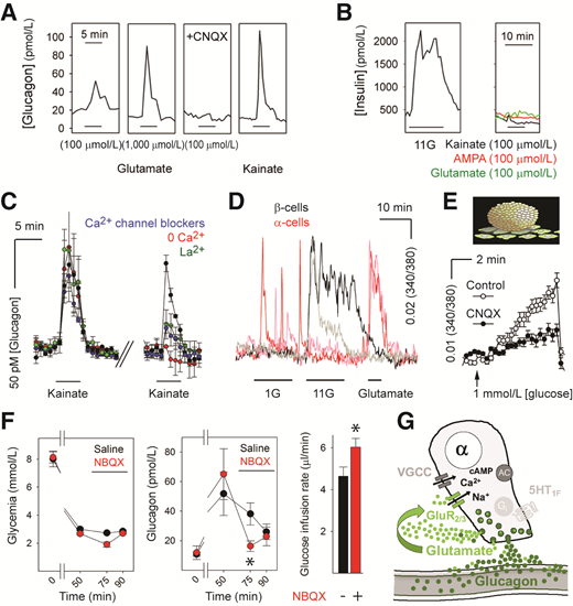 Targeting the Pancreatic α-Cell to Prevent Hypoglycemia in Type 1 ...