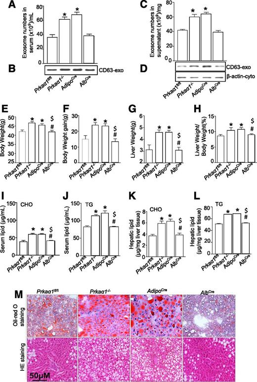 A High-Fat Diet Attenuates AMPK α1 in Adipocytes to Induce Exosome ...