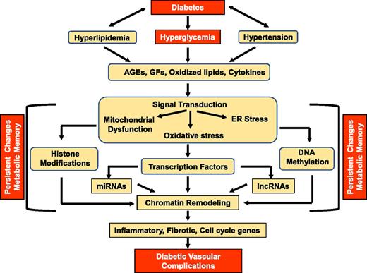 Epigenetic Mechanisms in Diabetic Vascular Complications and Metabolic ...