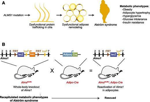 Adipose Tissue Malfunction Drives Metabolic Dysfunction in Alström ...