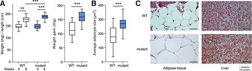 Role of the Neutral Amino Acid Transporter SLC7A10 in Adipocyte Lipid ...