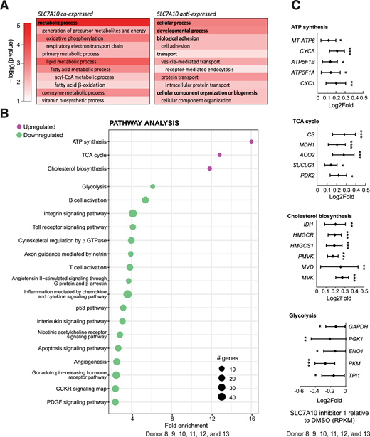 Role of the Neutral Amino Acid Transporter SLC7A10 in Adipocyte Lipid ...
