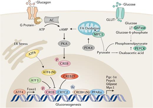 Regulation of Hepatic Metabolism and Cell Growth by the ATF/CREB Family ...