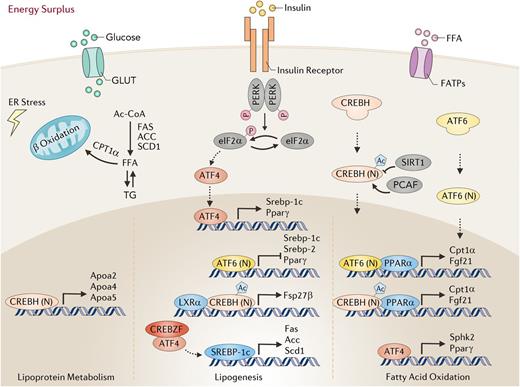 Regulation of Hepatic Metabolism and Cell Growth by the ATF/CREB Family ...