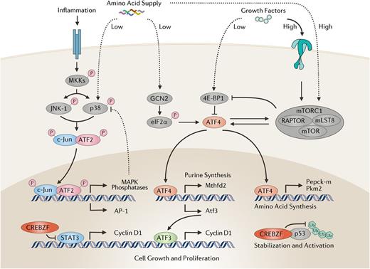 Regulation of Hepatic Metabolism and Cell Growth by the ATF/CREB Family ...