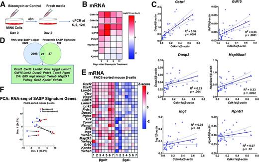 Unique Human and Mouse β-Cell Senescence-Associated Secretory Phenotype ...