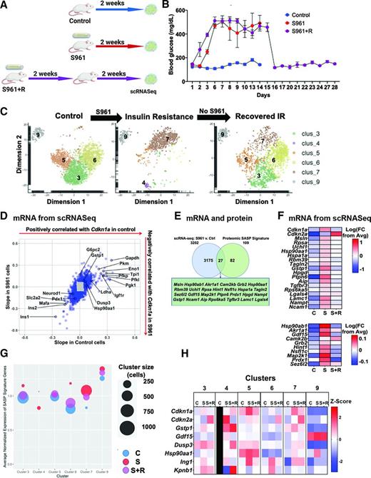 Unique Human and Mouse β-Cell Senescence-Associated Secretory Phenotype ...