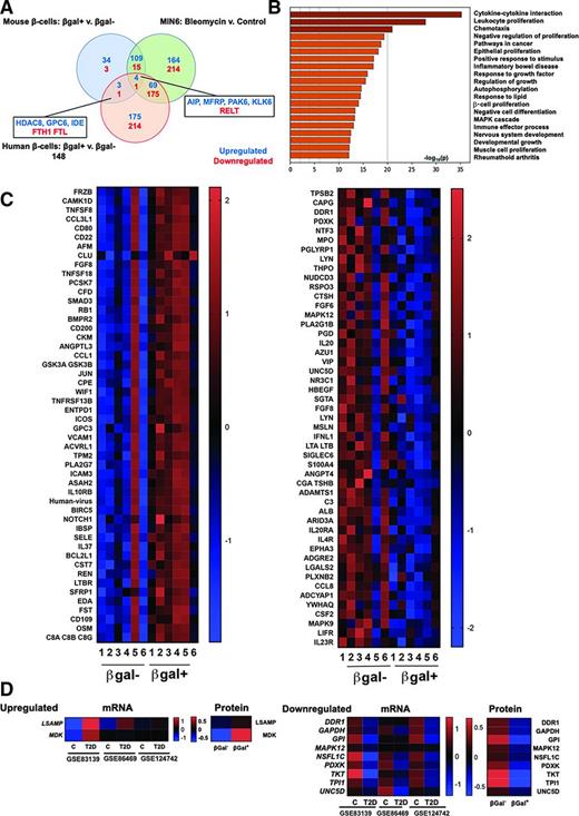 Unique Human and Mouse β-Cell Senescence-Associated Secretory Phenotype ...