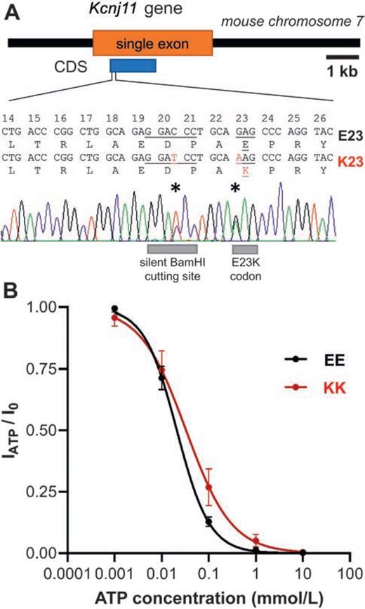 The KCNJ11-E23K Gene Variant Hastens Diabetes Progression by Impairing ...