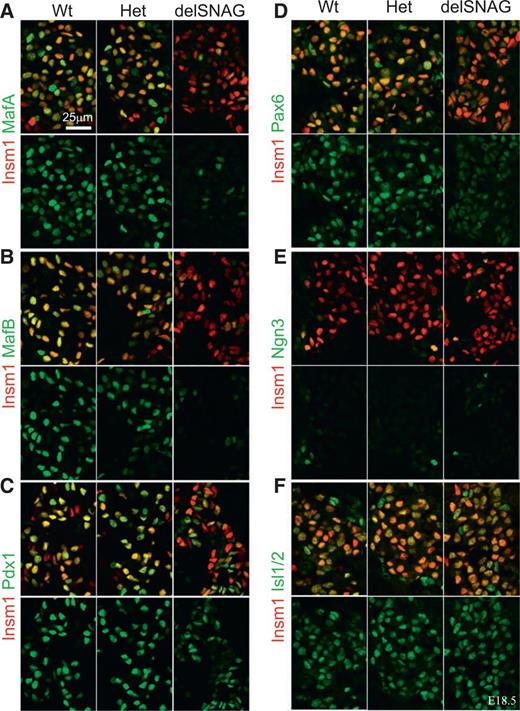 The SNAG Domain of Insm1 Regulates Pancreatic Endocrine Cell ...