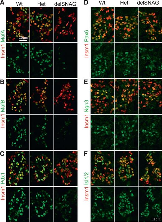 The SNAG Domain of Insm1 Regulates Pancreatic Endocrine Cell ...