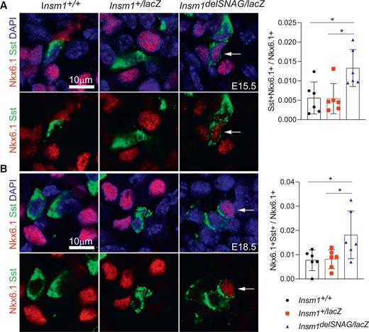 The SNAG Domain of Insm1 Regulates Pancreatic Endocrine Cell ...