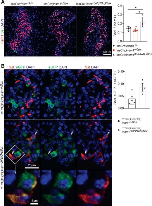 The SNAG Domain of Insm1 Regulates Pancreatic Endocrine Cell ...