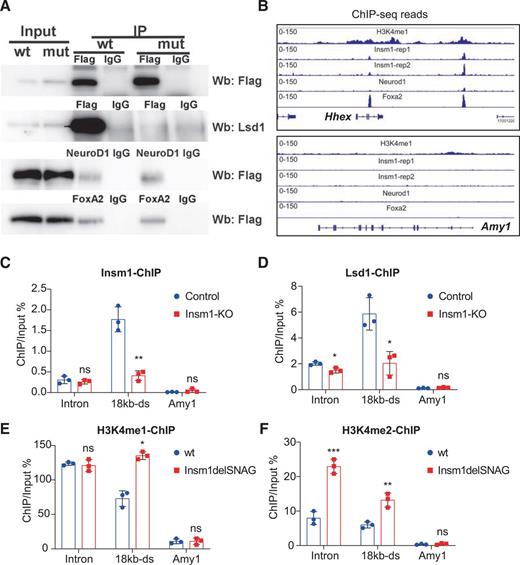 The SNAG Domain of Insm1 Regulates Pancreatic Endocrine Cell ...