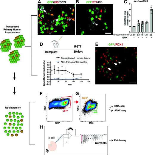 Pancreatic Pseudoislets: An Organoid Archetype for Metabolism Research ...