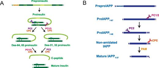 Altered β-Cell Prohormone Processing and Secretion in Type 1 Diabetes ...