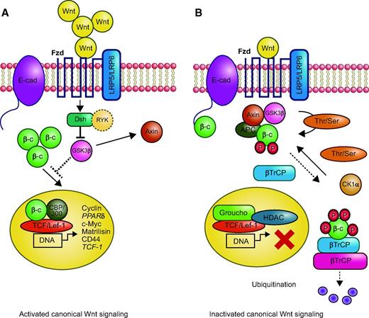 The Role of TCF7L2 in Type 2 Diabetes | Diabetes | American Diabetes ...