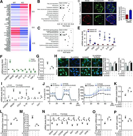 Deficiency of Mitochondrial Glycerol 3-Phosphate Dehydrogenase ...