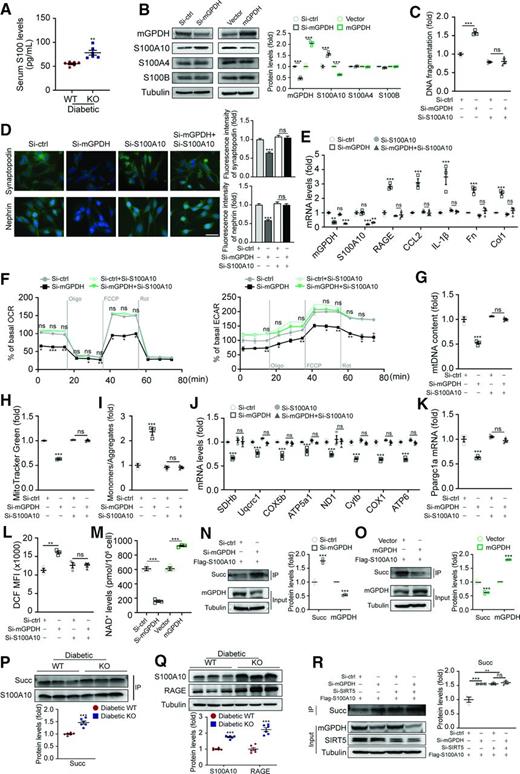 Deficiency of Mitochondrial Glycerol 3-Phosphate Dehydrogenase ...
