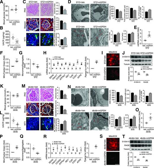 Deficiency of Mitochondrial Glycerol 3-Phosphate Dehydrogenase ...