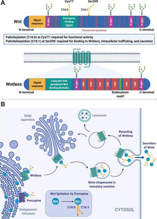 Wnt Signaling: From Mesenchymal Cell Fate to Lipogenesis and Other ...