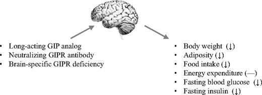 The Role of GIP Receptor in the CNS for the Pathogenesis of Obesity ...