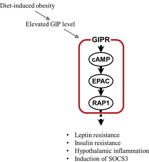 The Role of GIP Receptor in the CNS for the Pathogenesis of Obesity ...