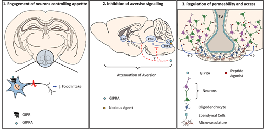 GIPR Function in the Central Nervous System: Implications and Novel ...