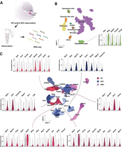 Single-Cell Mapping of GLP-1 and GIP Receptor Expression in the Dorsal ...