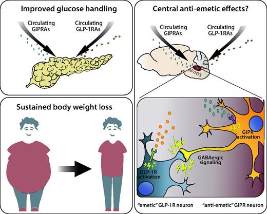 The Role of GIP in the Regulation of GLP-1 Satiety and Nausea ...