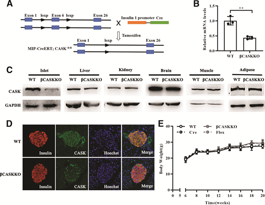 Specific Deletion of CASK in Pancreatic β-Cells Affects Glucose ...
