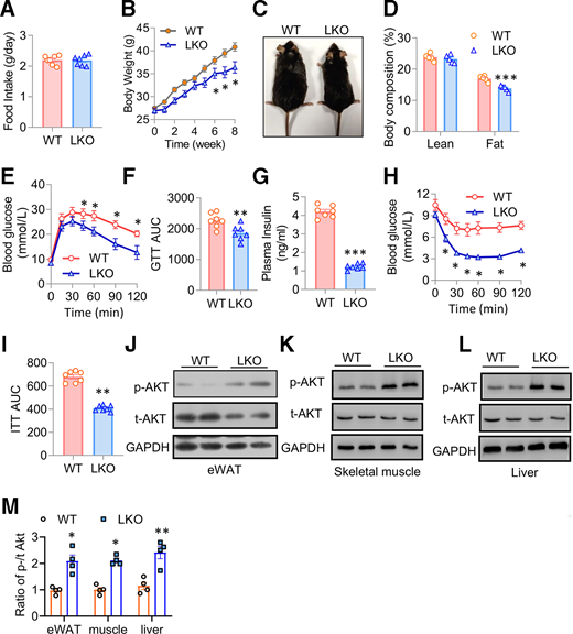Hepatic CPT1A Facilitates Liver–Adipose Cross Talk via Induction of ...