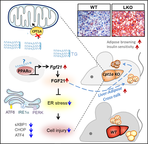 Hepatic CPT1A Facilitates Liver–Adipose Cross Talk via Induction of ...