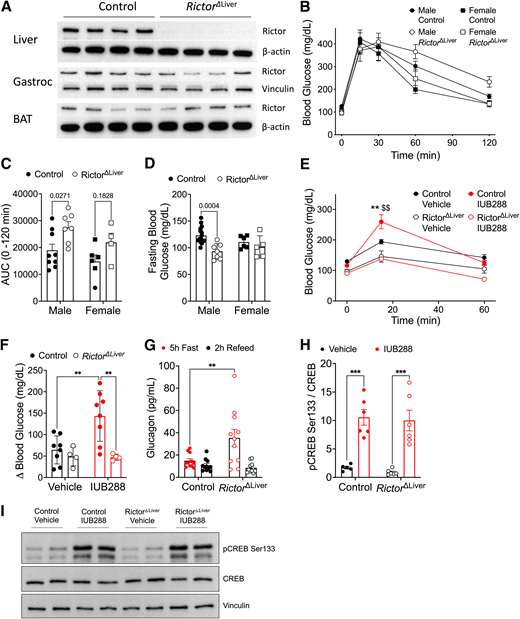 Hepatic mTORC2 Signaling Facilitates Acute Glucagon Receptor ...