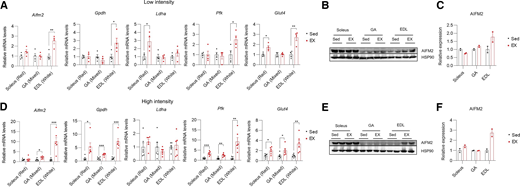 AIFM2 Is Required for High-Intensity Aerobic Exercise in Promoting ...