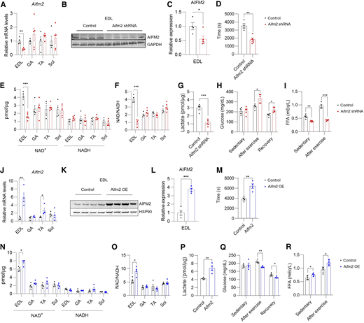 AIFM2 Is Required for High-Intensity Aerobic Exercise in Promoting ...