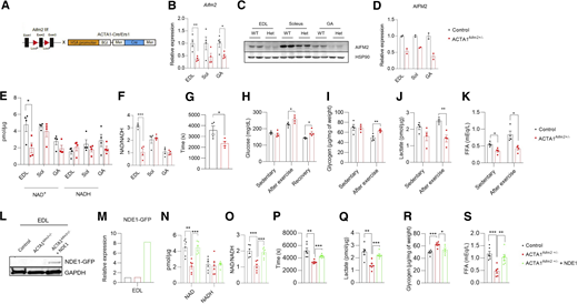 AIFM2 Is Required for High-Intensity Aerobic Exercise in Promoting ...