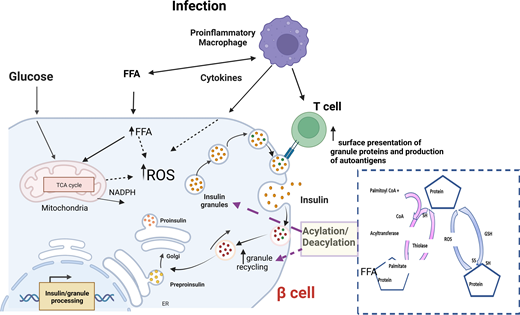 Hypothesis: Induction of Autoimmunity in Type 1 Diabetes—A Lipid Focus ...