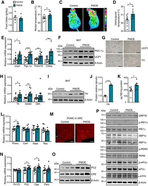 MANF in POMC Neurons Promotes Brown Adipose Tissue Thermogenesis and ...